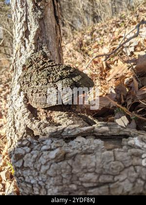 Cracked Cap Polypore (Fulvifomes robiniae Stock Photo - Alamy