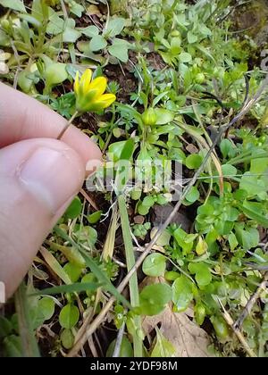 spring gold (Crocidium multicaule Stock Photo - Alamy
