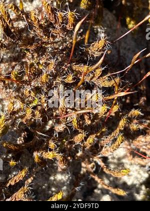 Star Moss (Syntrichia ruralis Stock Photo - Alamy