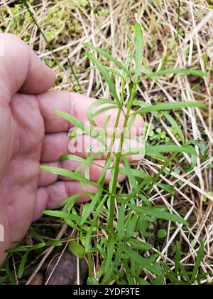 Gairdner's Yampah (Perideridia gairdneri Stock Photo - Alamy