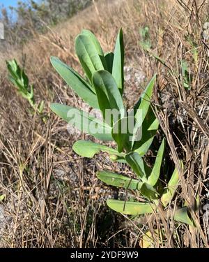 catchfly prairie gentian (Eustoma exaltatum Stock Photo - Alamy