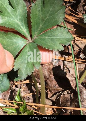 Black Snakeroot (Sanicula canadensis Stock Photo - Alamy
