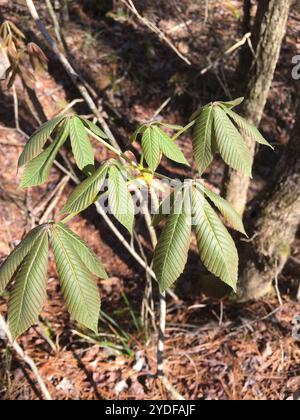 painted buckeye (Aesculus sylvatica Stock Photo - Alamy