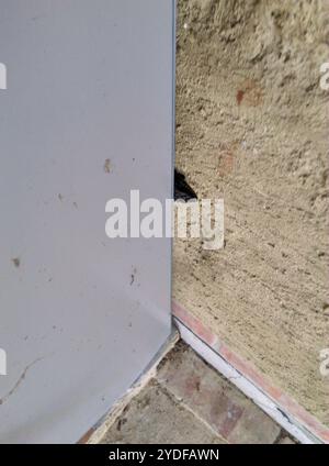 Black Rock Skink (Egernia saxatilis Stock Photo - Alamy