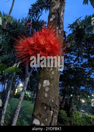 flame tree (Brownea macrophylla Stock Photo - Alamy