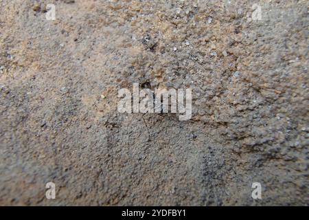 Southern Boxer Bark Mantis (Paraoxypilus tasmaniensis) Insecta Stock ...