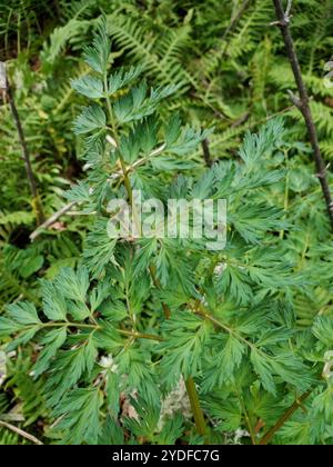 Fernleaf Biscuitroot (Lomatium dissectum Stock Photo - Alamy