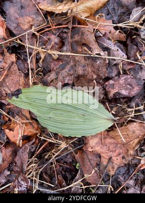 putty root (Aplectrum hyemale Stock Photo - Alamy