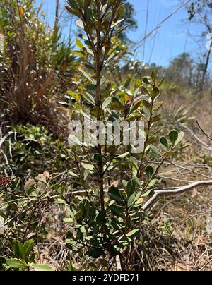 coastal plain staggerbush (Lyonia fruticosa Stock Photo - Alamy