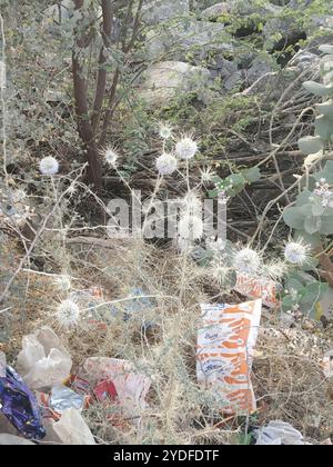 Indian Globe Thistle (Echinops echinatus Stock Photo - Alamy
