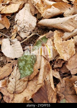 Beaked trout-lily (Erythronium rostratum Stock Photo - Alamy