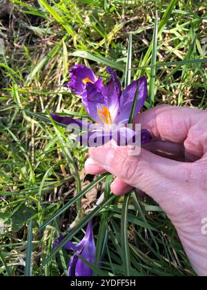 (Crocus neapolitanus × tommasinianus Stock Photo - Alamy
