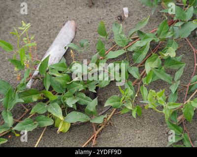 Wild Cowpea (Vigna luteola Stock Photo - Alamy