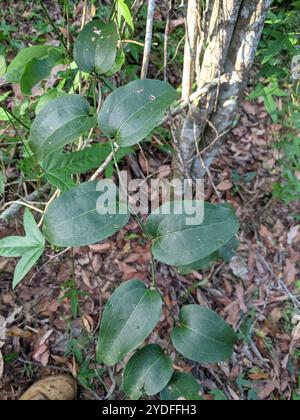 Austral Sarsaparilla (Smilax australis Stock Photo - Alamy