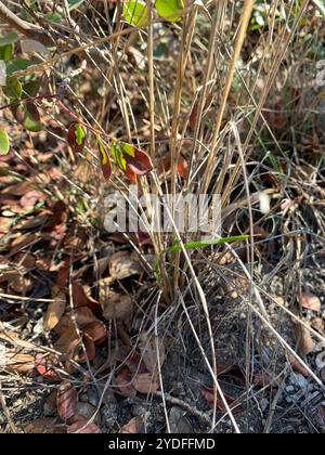 Slim Tridens (Tridentopsis mutica Stock Photo - Alamy