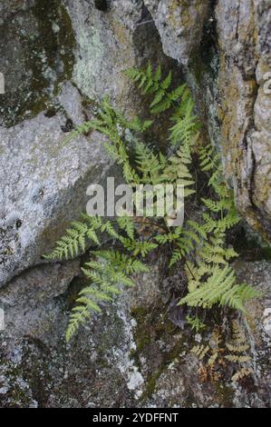 bulblet fern (Cystopteris bulbifera Stock Photo - Alamy