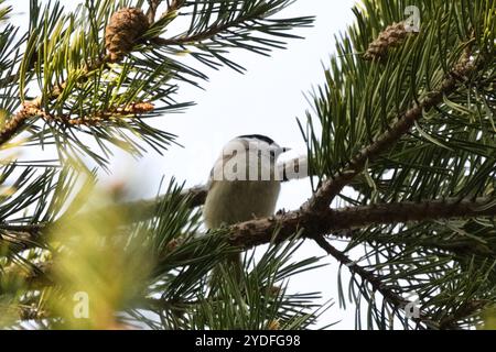 Chickadees and Allies (Poecile Stock Photo - Alamy