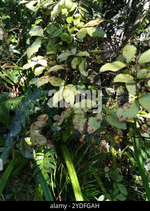 Mountain Horopito (Pseudowintera colorata Stock Photo - Alamy