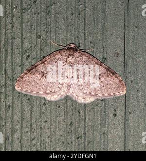 Pearsall's Carpet Moth (Venusia pearsalli Stock Photo - Alamy