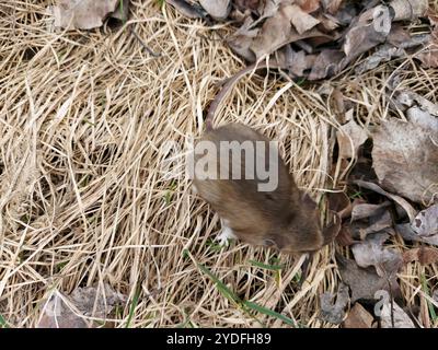 Western Deer Mouse (Peromyscus sonoriensis Stock Photo - Alamy
