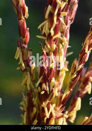 Closeup corn on the stalk in the corn field Stock Photo - Alamy