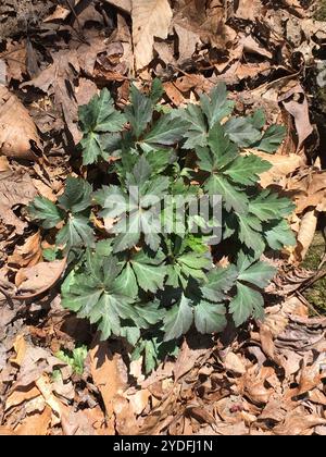 Black Snakeroot (Sanicula canadensis Stock Photo - Alamy