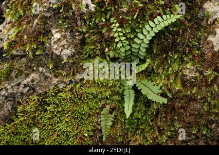 Black-stemmed Spleenwort (Asplenium resiliens Stock Photo - Alamy