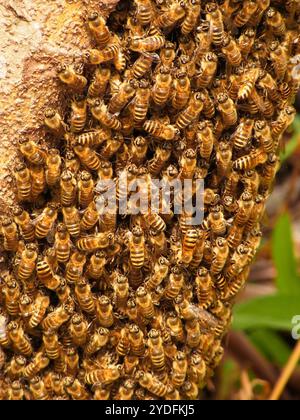 Japanese Honey bee (Apis cerana japonica) nesting in Japan Stock Photo ...