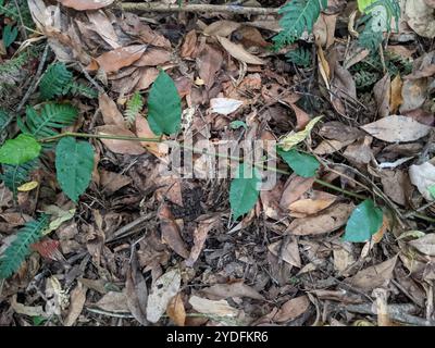 Kangaroo Vine (Apocissus antarctica Stock Photo - Alamy