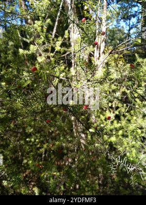 Prickly mingimingi (Leptecophylla juniperina Stock Photo - Alamy