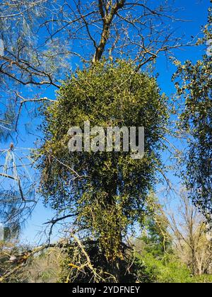 oak mistletoe (Phoradendron villosum Stock Photo - Alamy