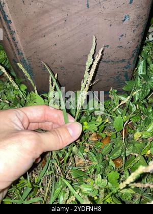Gophertail Lovegrass (Eragrostis ciliaris Stock Photo - Alamy