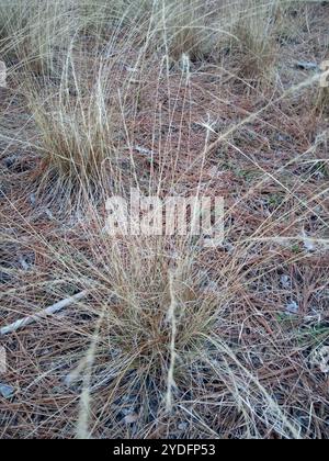 Wire grass (Aristida stricta Stock Photo - Alamy
