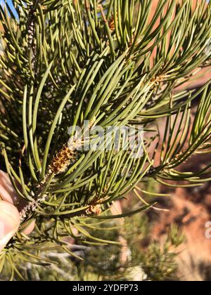 singleleaf pinyon (Pinus monophylla Stock Photo - Alamy