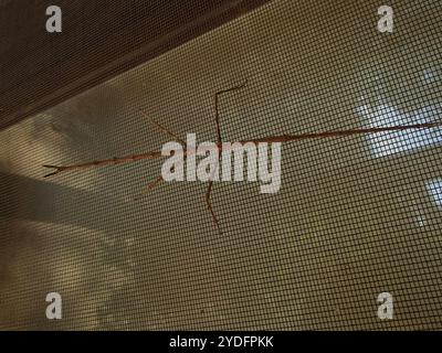 Margin-winged Stick Insect (Ctenomorpha marginipennis Stock Photo - Alamy