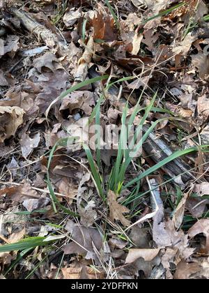 White-grained Mountain-ricegrass (Oryzopsis asperifolia Stock Photo - Alamy