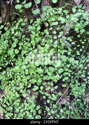 California Maidenhair Fern (Adiantum jordanii Stock Photo - Alamy