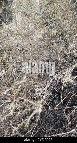 Cattle Saltbush (Atriplex polycarpa Stock Photo - Alamy