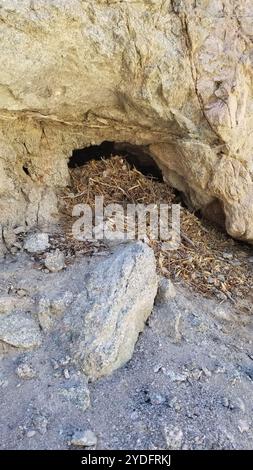 Desert Woodrat (Neotoma lepida Stock Photo - Alamy