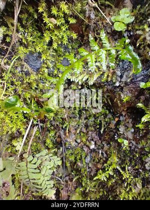 western lady fern (Athyrium filix-femina cyclosorum Stock Photo - Alamy