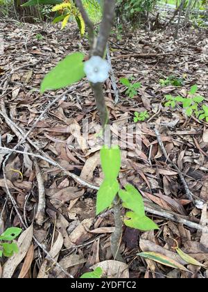 bell vine (Ipomoea plebeia Stock Photo - Alamy