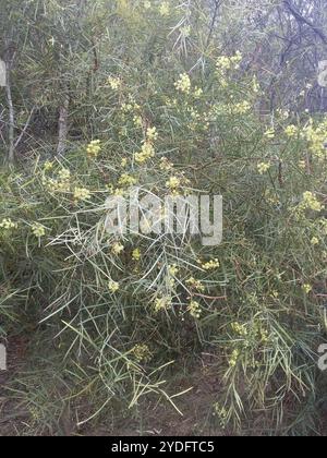 Flinders Range Wattle- Acacia iteaphylla -Family Mimosaceae Stock Photo ...