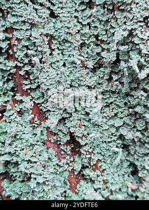 Common Powderhorn (Cladonia coniocraea Stock Photo - Alamy