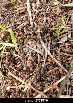 integra-group Field and Mound Ants (Formica integra Stock Photo - Alamy