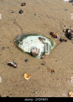West Atlantic Surfclam (Spisula solidissima) Mollusca Stock Photo - Alamy