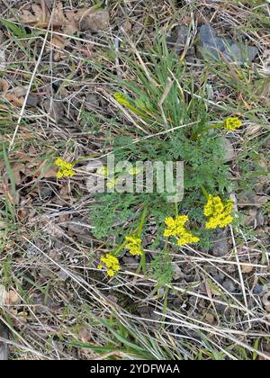 pungent desert parsley (Lomatium papilioniferum Stock Photo - Alamy