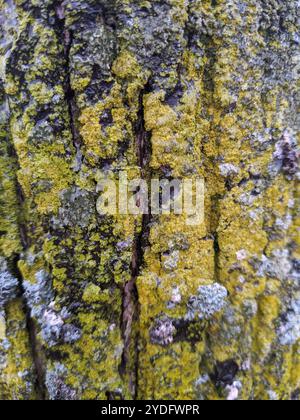 Gold Dust Lichens (Chrysothrix Stock Photo - Alamy
