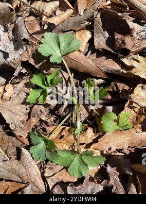 Black Snakeroot (Sanicula canadensis Stock Photo - Alamy