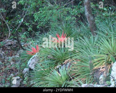 Dwarf bromelia (Bromelia humilis Stock Photo - Alamy