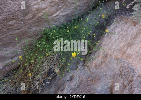 Gila Rockdaisy (Perityle gilensis Stock Photo - Alamy
